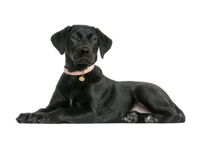 Labrador_stock1(1).jpg